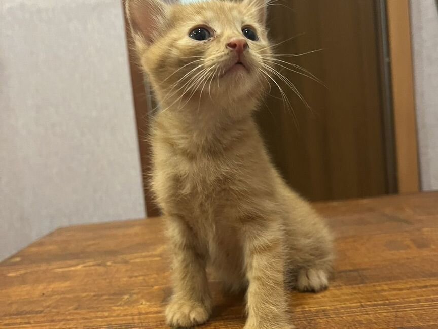 Кошка