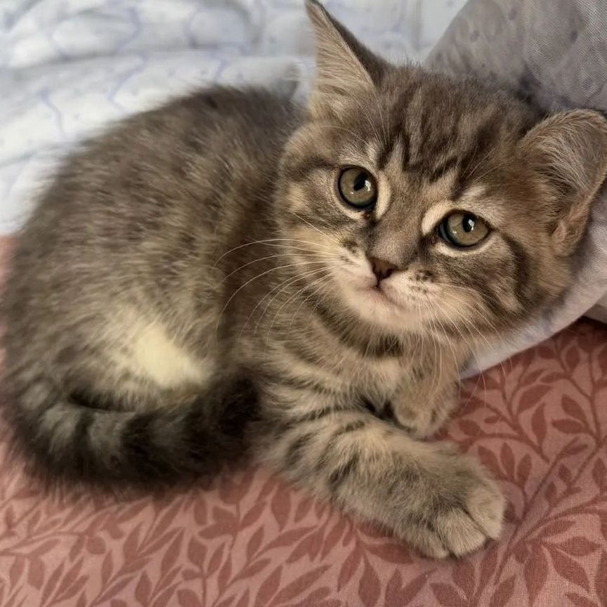 Котёнок в добрые руки