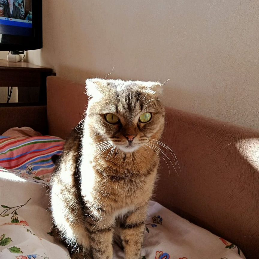 Кошки в добрые руки бесплатно