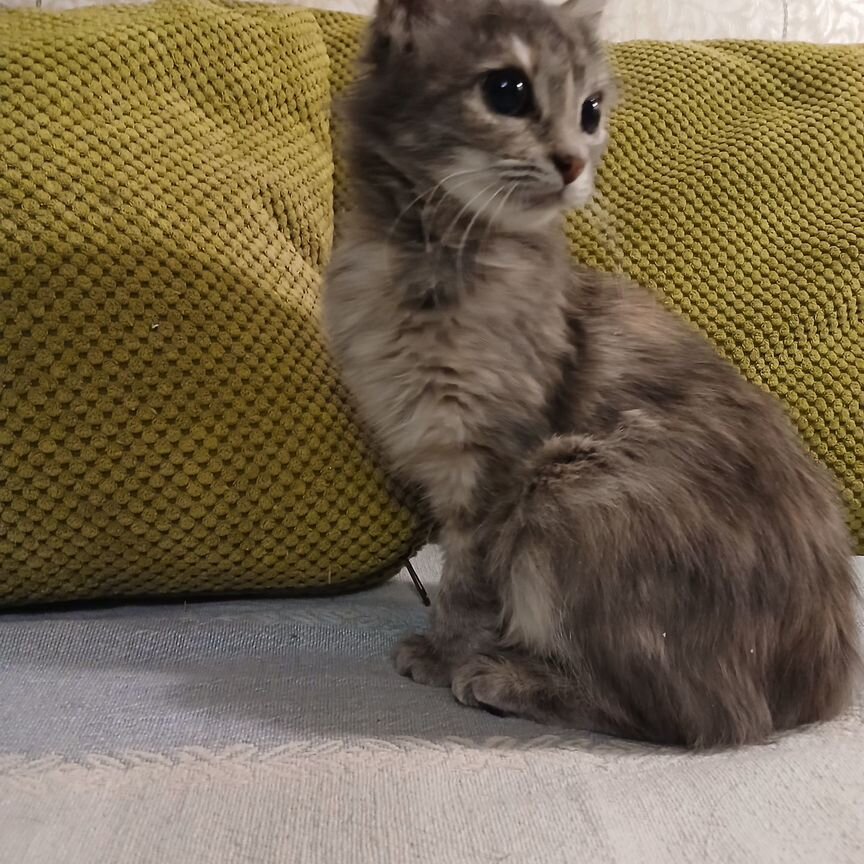 Котёнок девочка в добрые руки