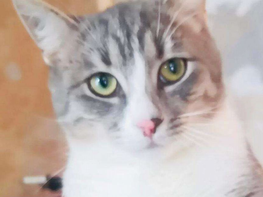 Мурзилка кот