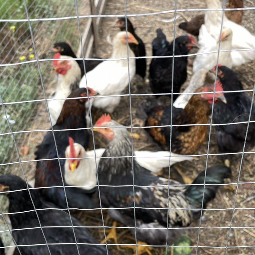 Петушки породные