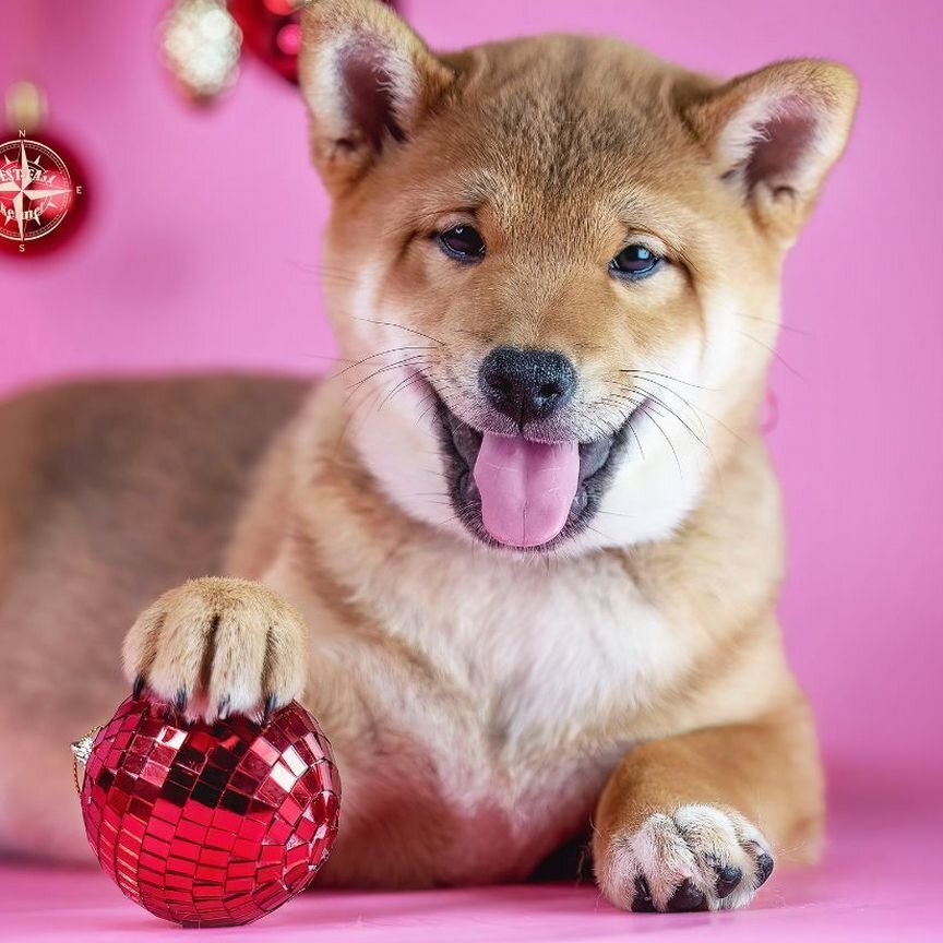 Сиба-ину, щенок