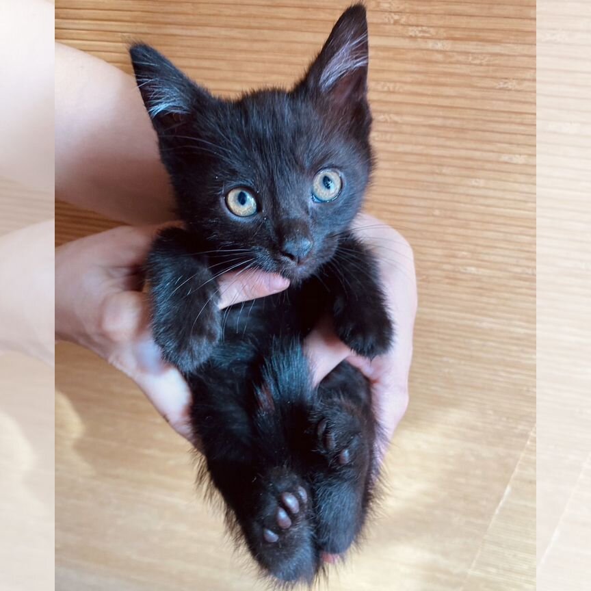 Котёнок в добрые руки