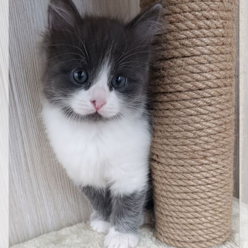 Котёнок (девочка)