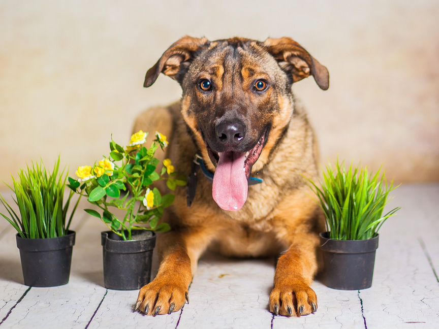 Хан в добрые руки