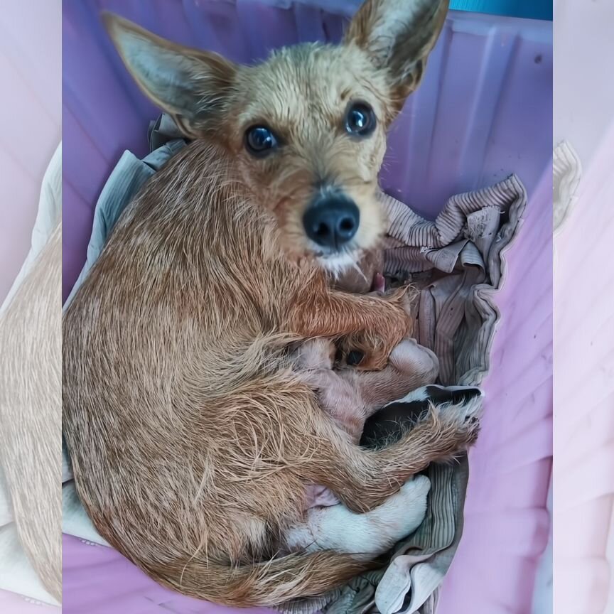 Йоркширский терьер, взрослая собака