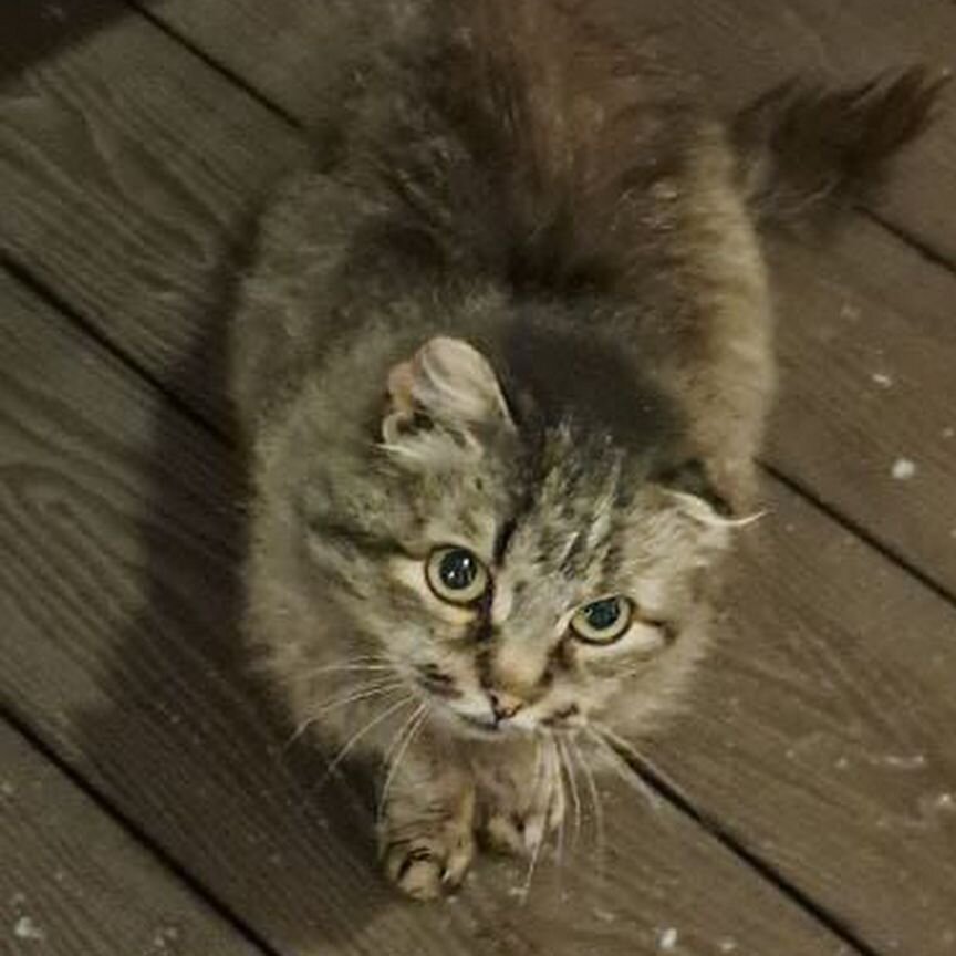 Котёнок в добрые руки