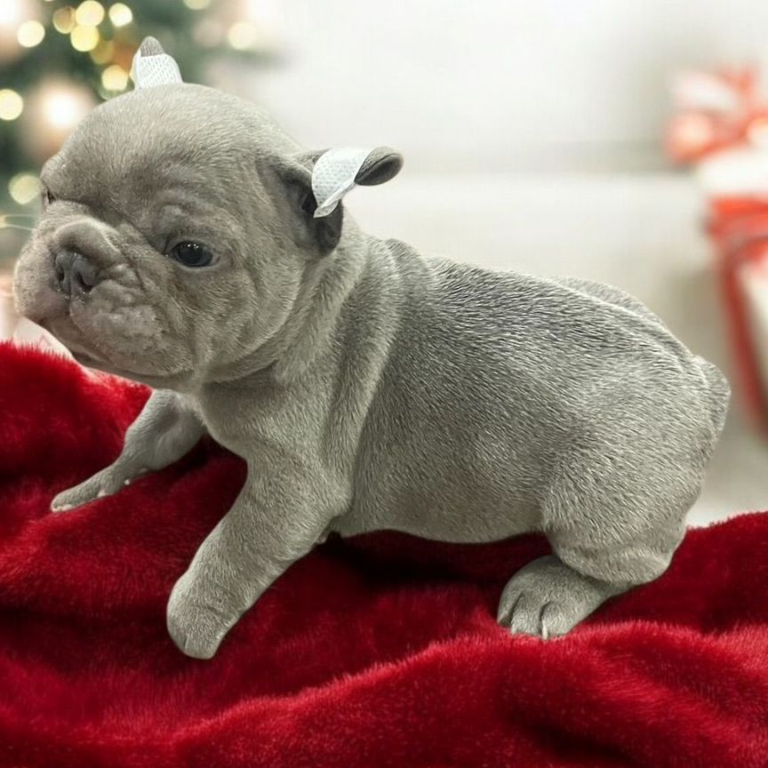 Лиловый мальчик щенок