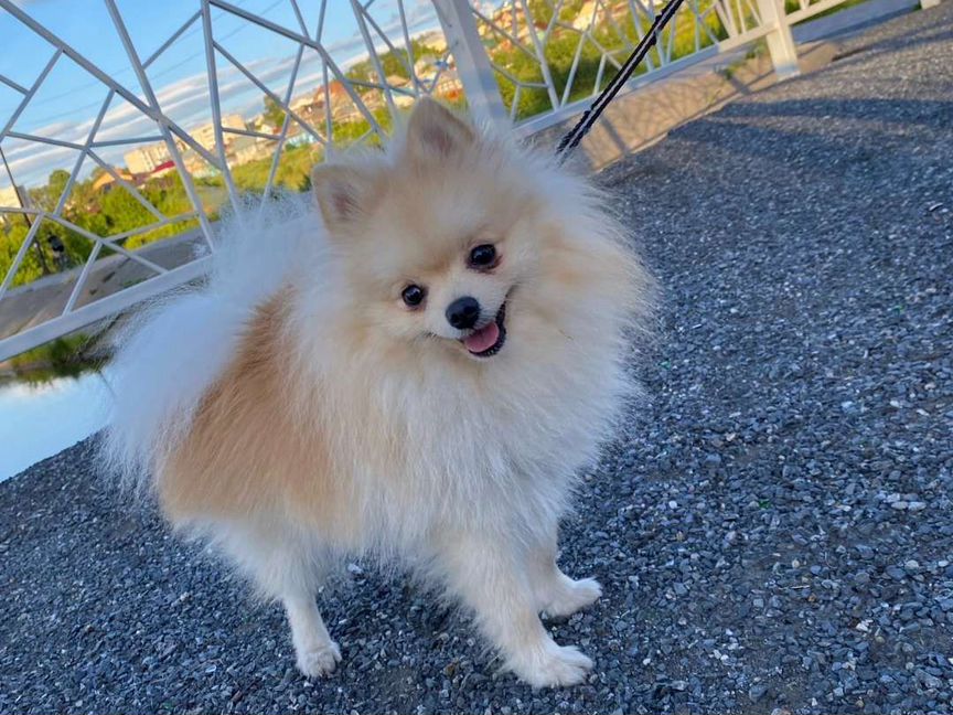 Шпиц вязка мальчик