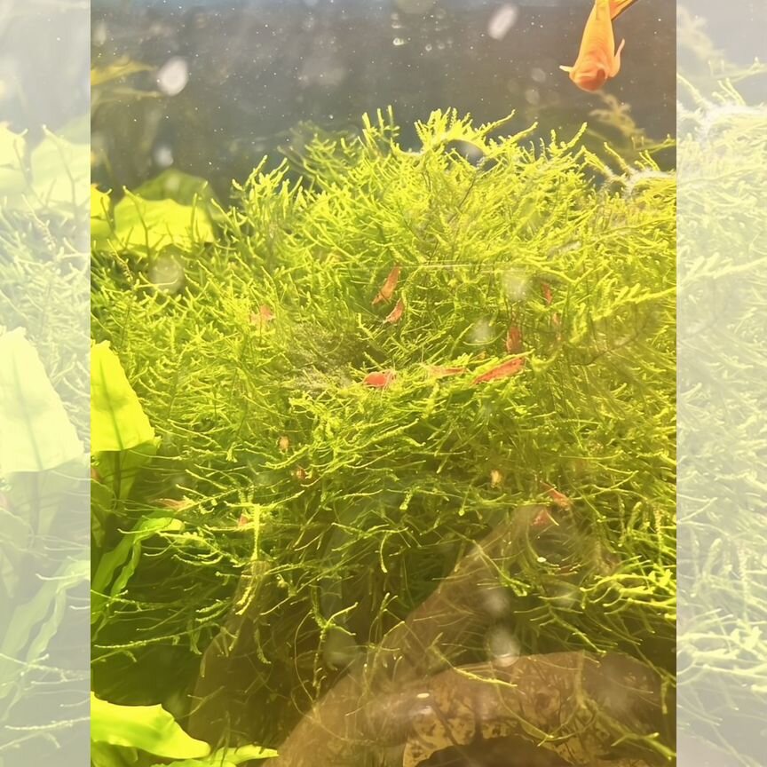 Мох для аквариума