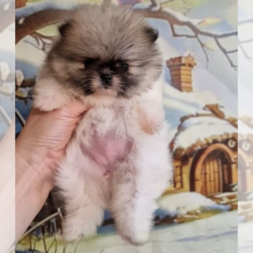 Померанский шпиц тип мишка мини