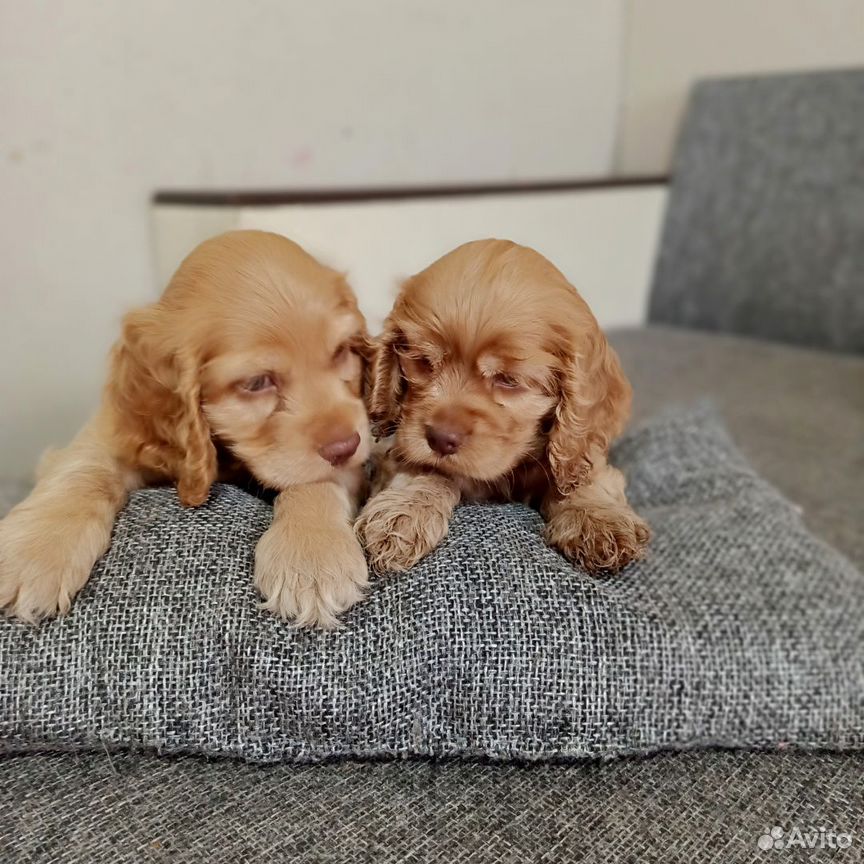 Щенки кокер спаниеля