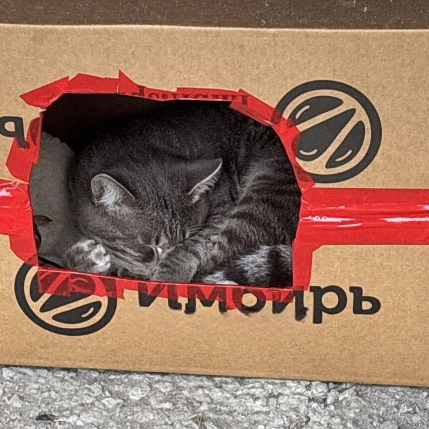 Котик в добрые руки