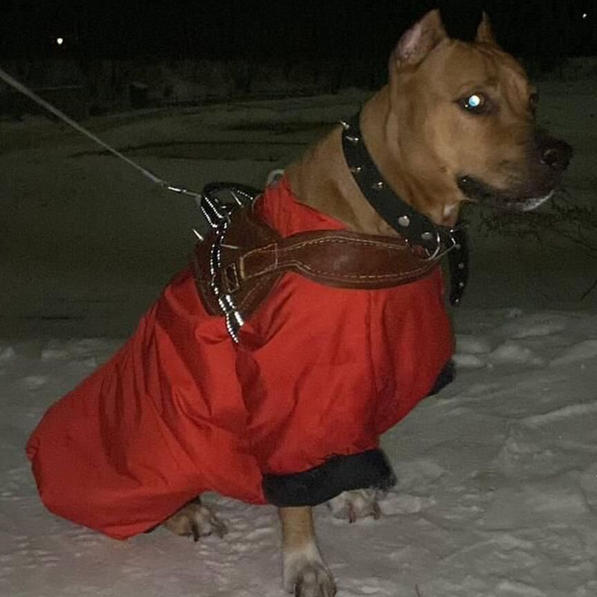 Питбуль