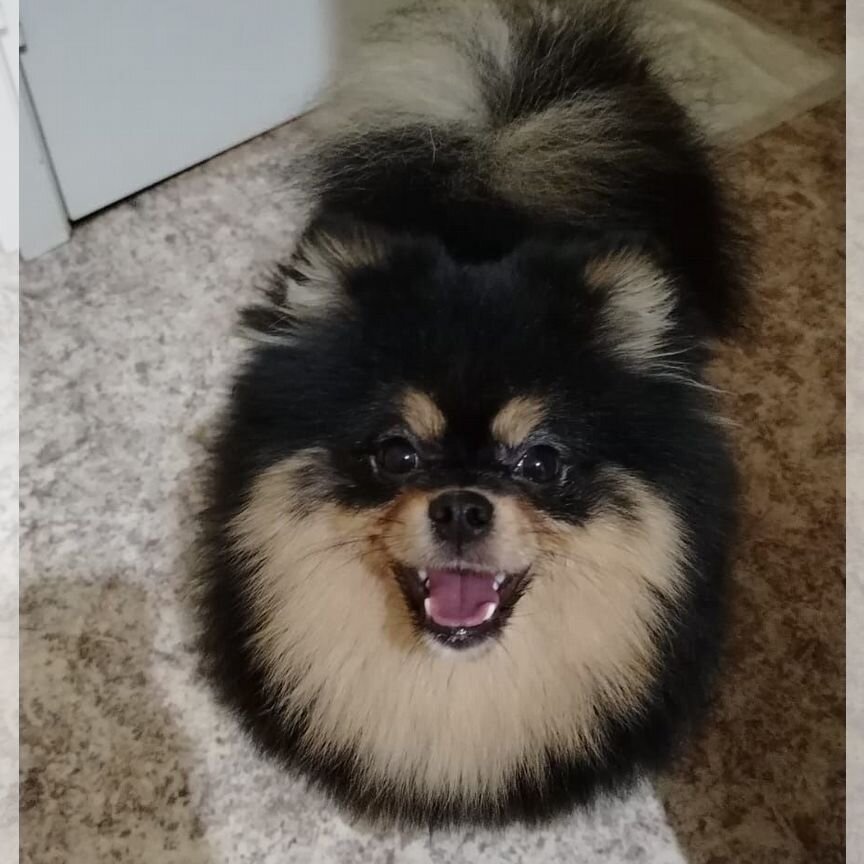 Померанский шпиц, щенок