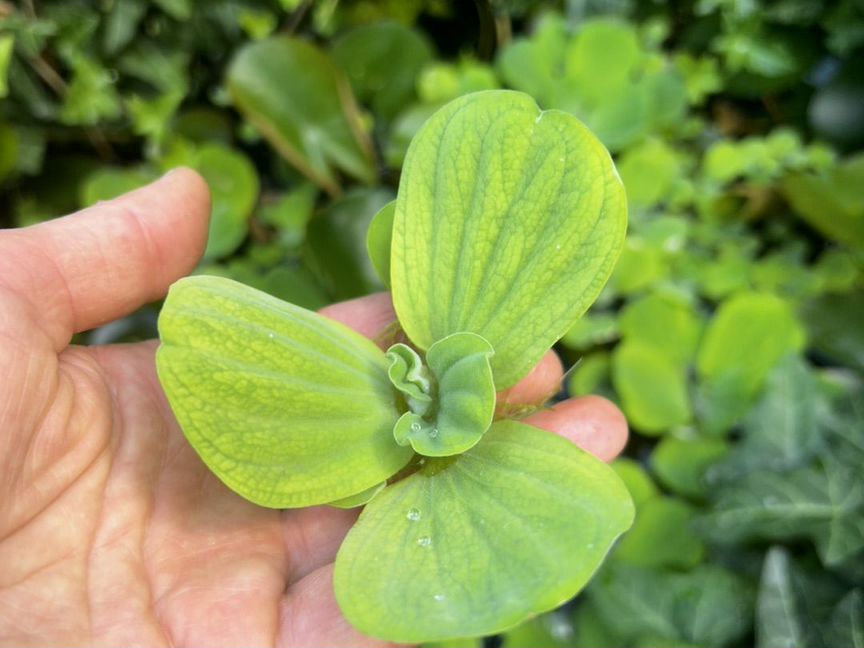 Растения пистия для пруда