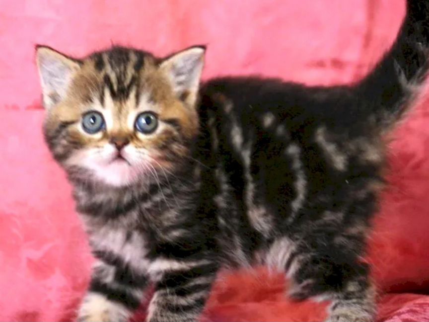 Мраморные Красавицы)