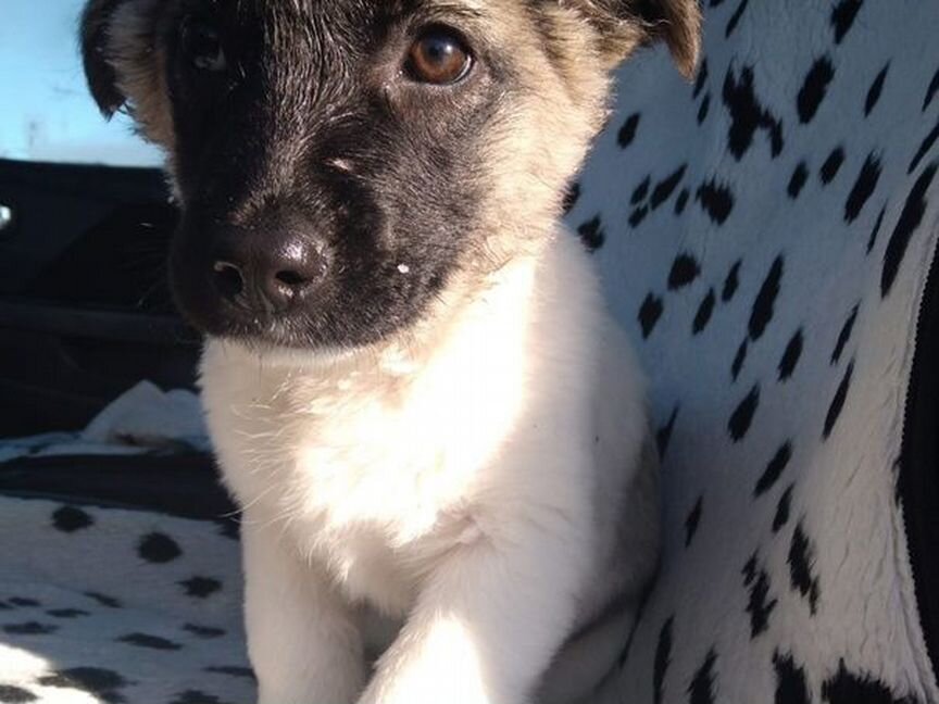 Пристраиваются в добрые руки