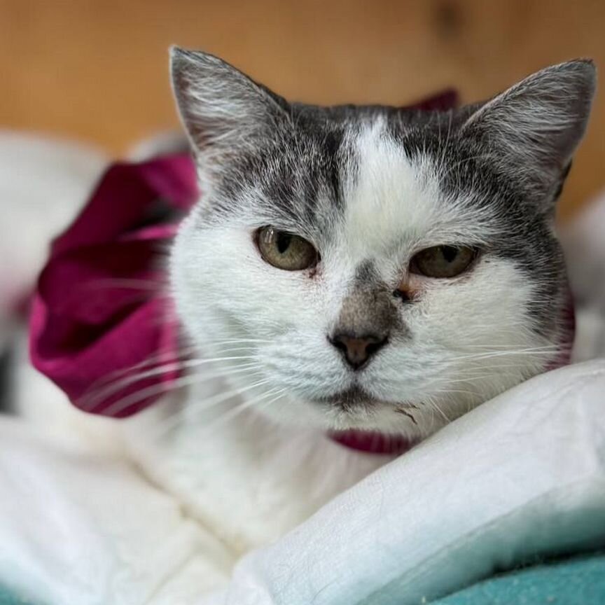 Взрослая, кошка в добрые руки