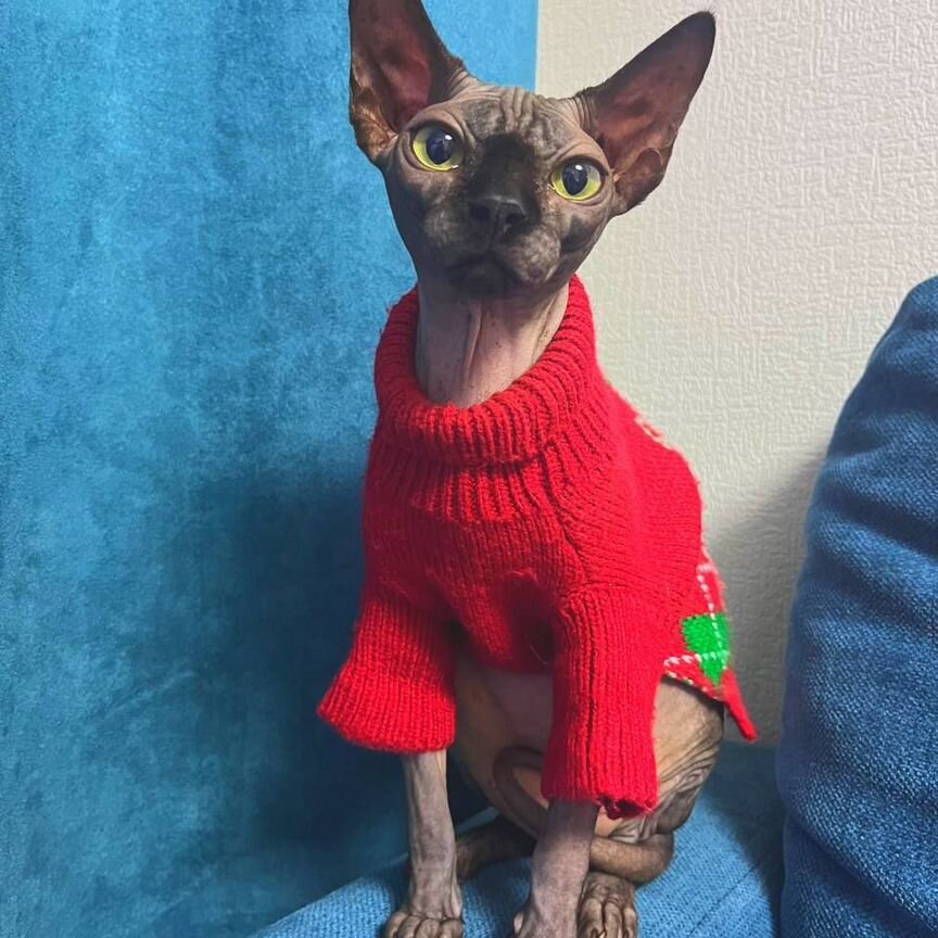 Канадский сфинкс