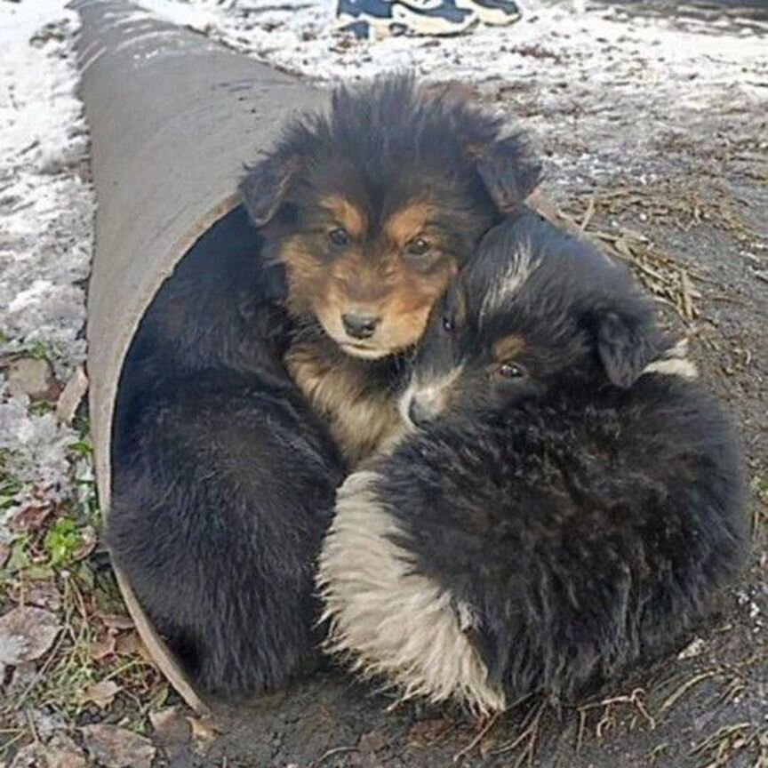 Щенки погибают