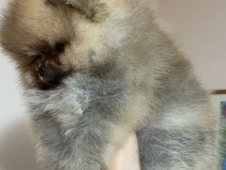 Медвежонок