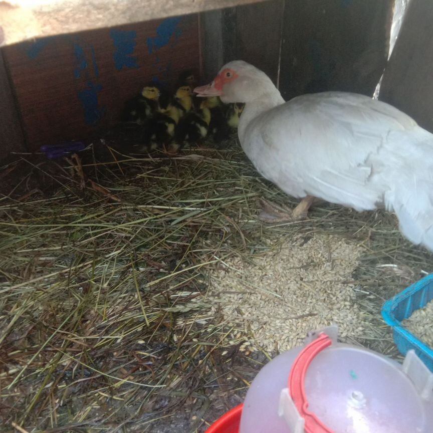 Утка с утятами