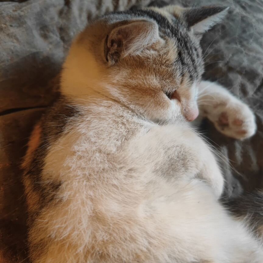 Котейка девочка котенок котенок