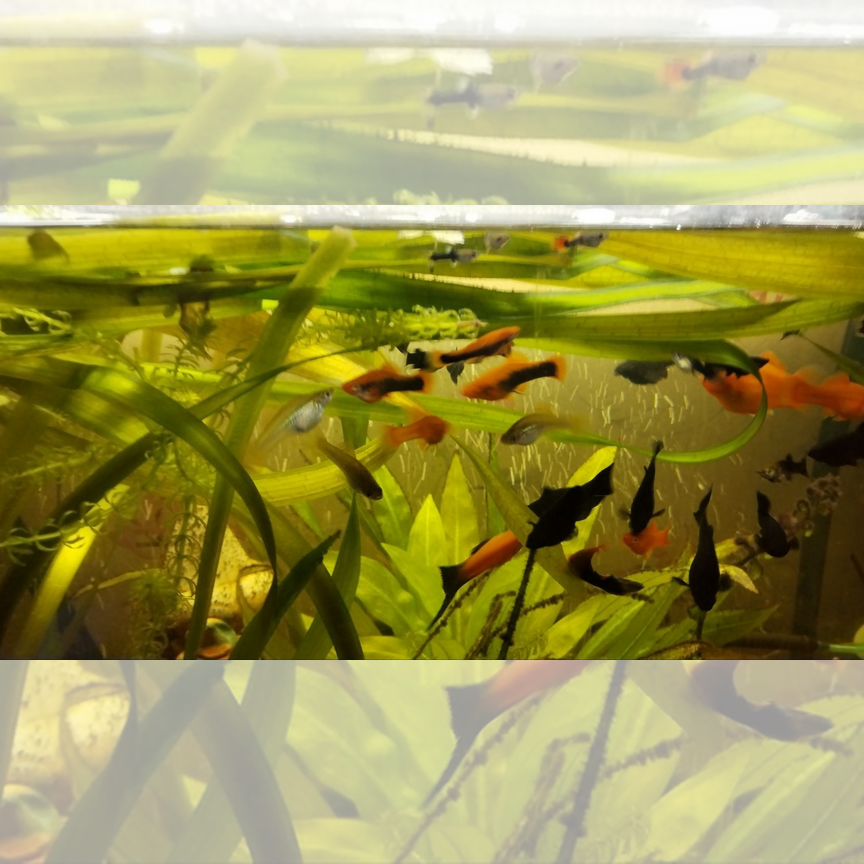 Продам меченосцев, черная молли и гуппи