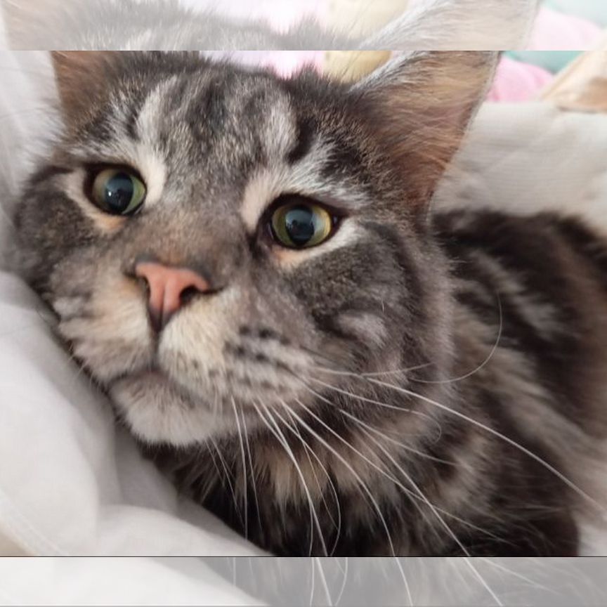 Мейн-кун, взрослый кот