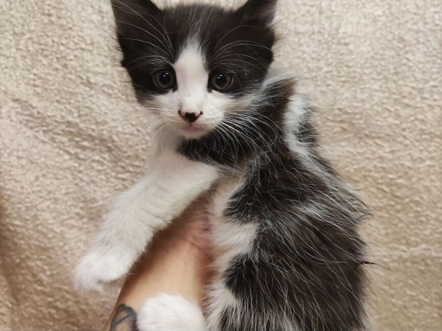 Котики бесплатно