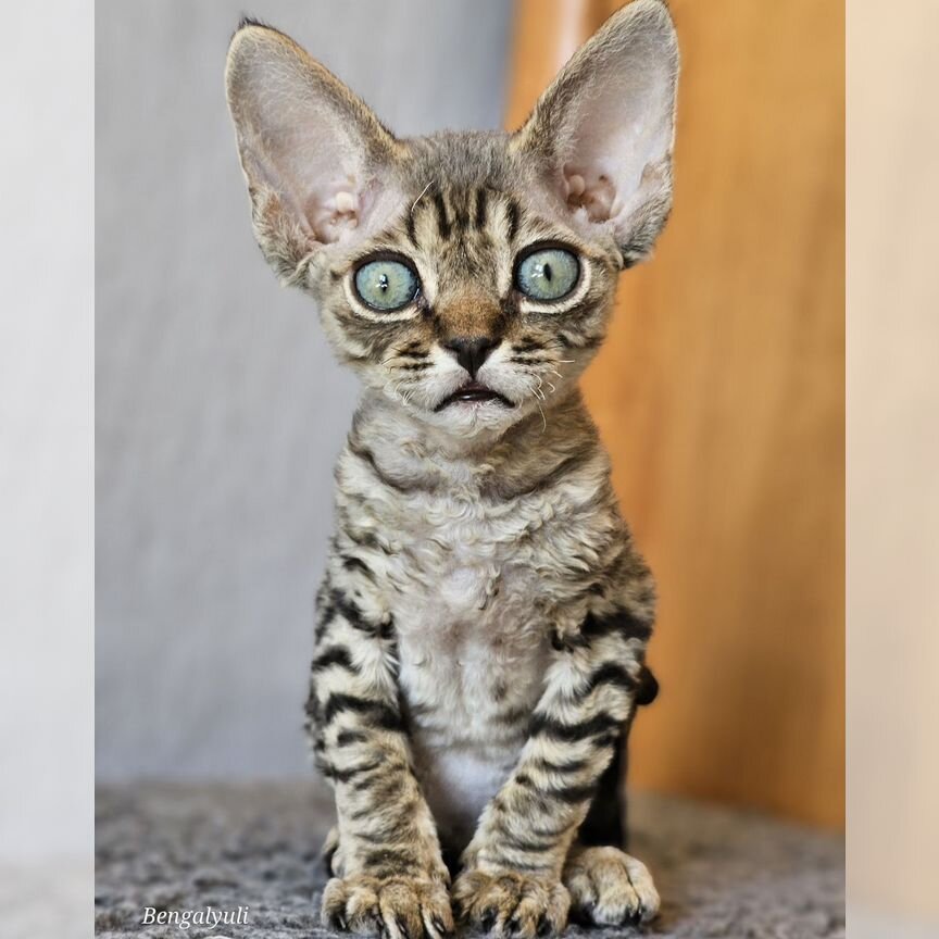 Котята девон-рекс