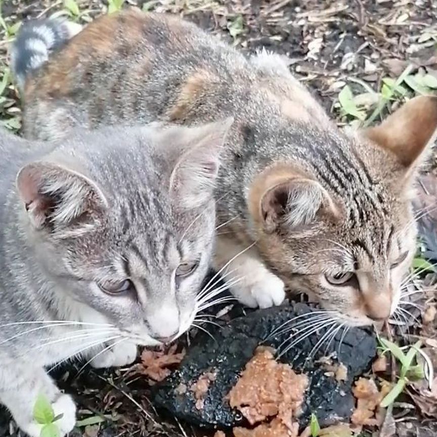 Весенние котики