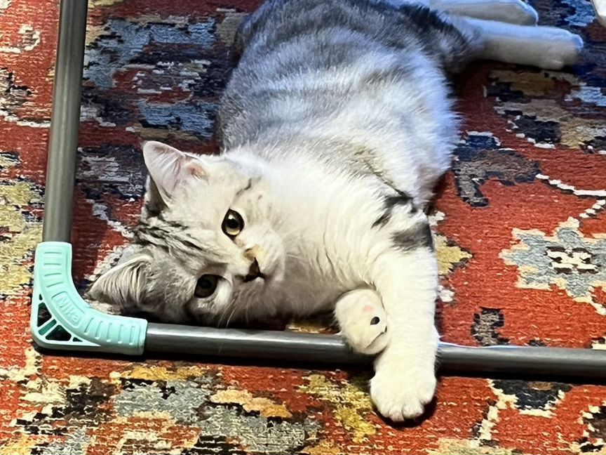 Продам кота шотланец прямоухий