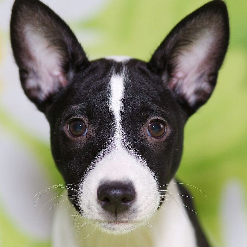 Басенджи, щенок