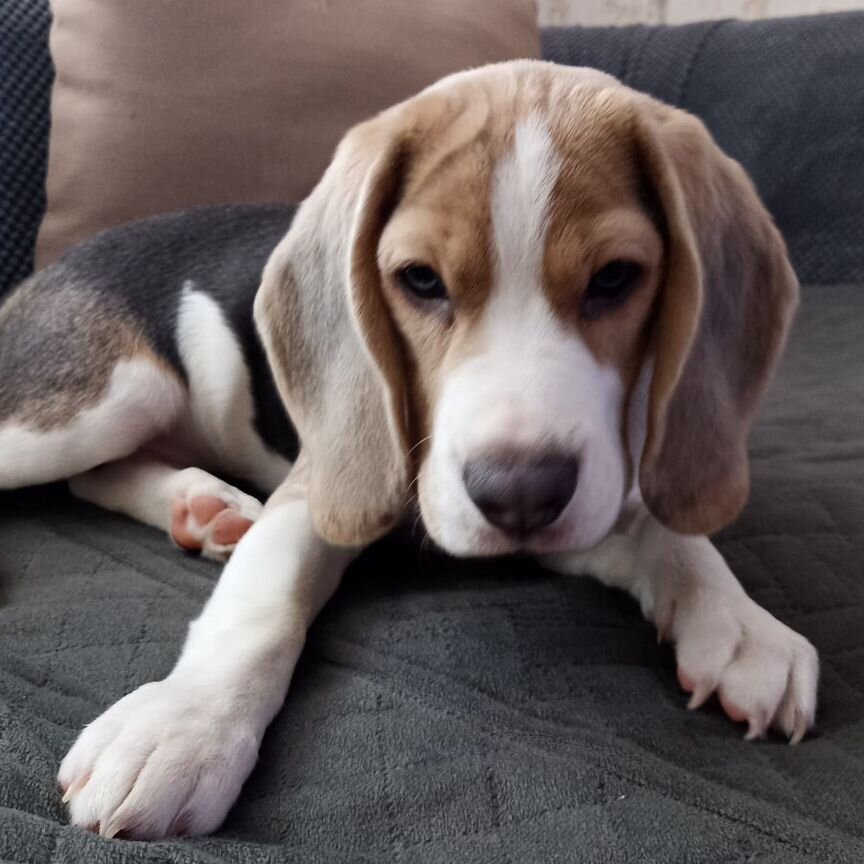 Бигль, щенок