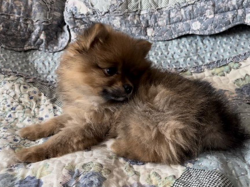 Малый немецкий шпиц