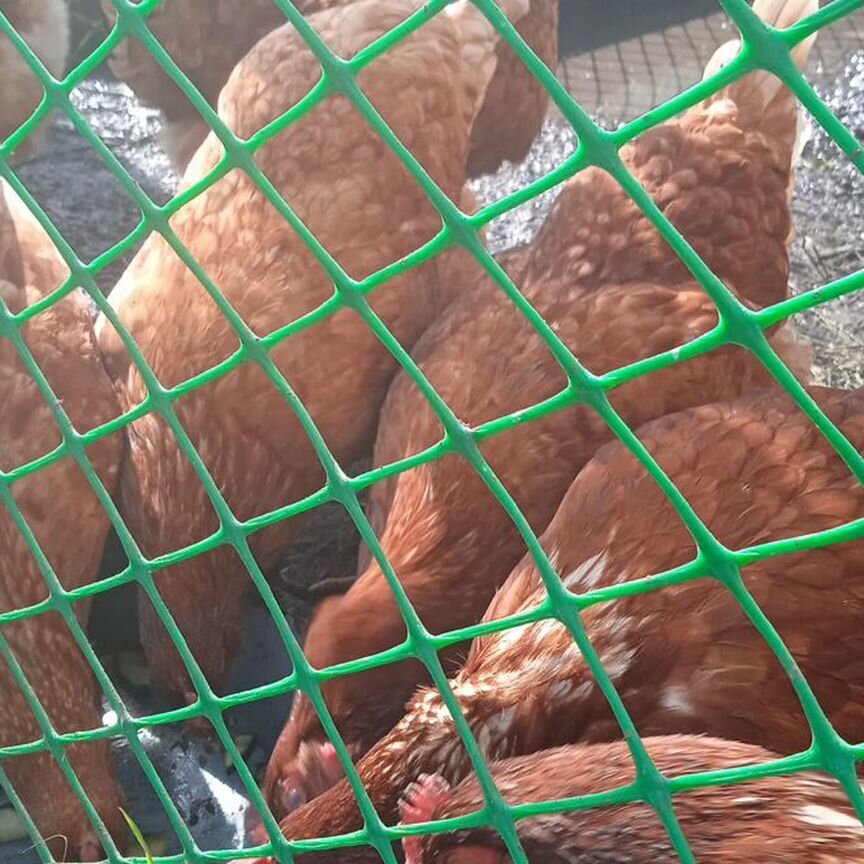 Куры несушки продам