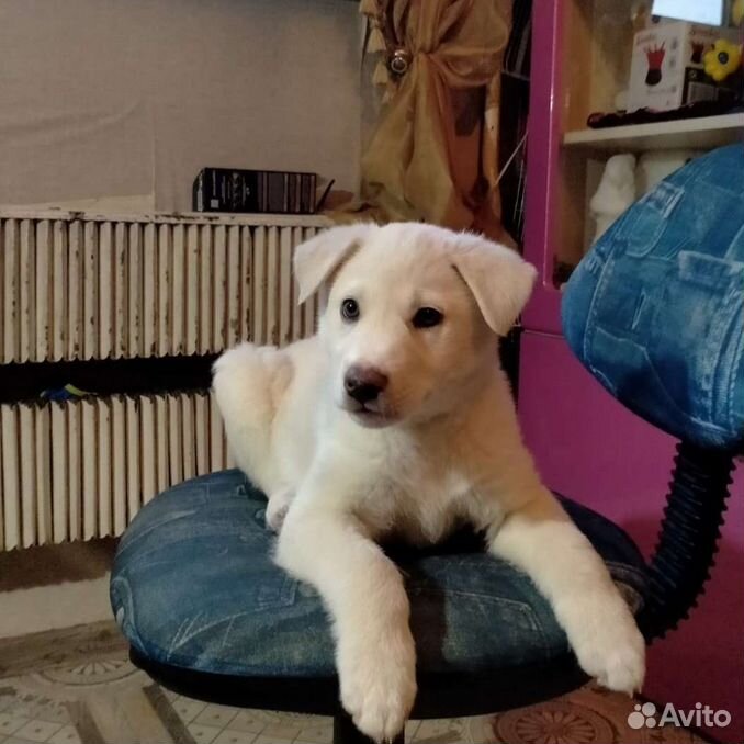 Щенок дворняжка девочка