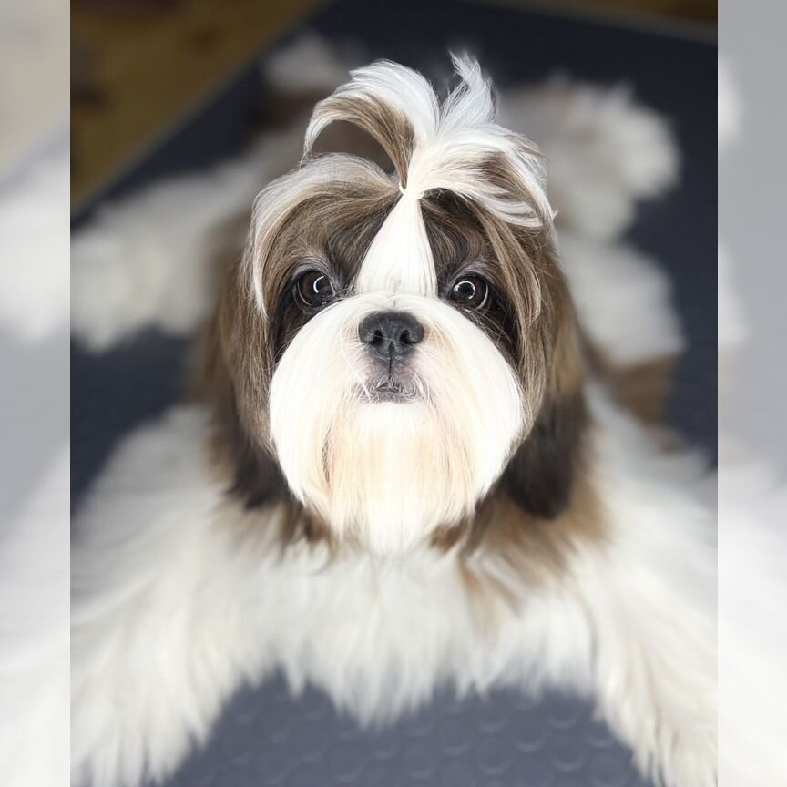 Ши-тцу, щенок