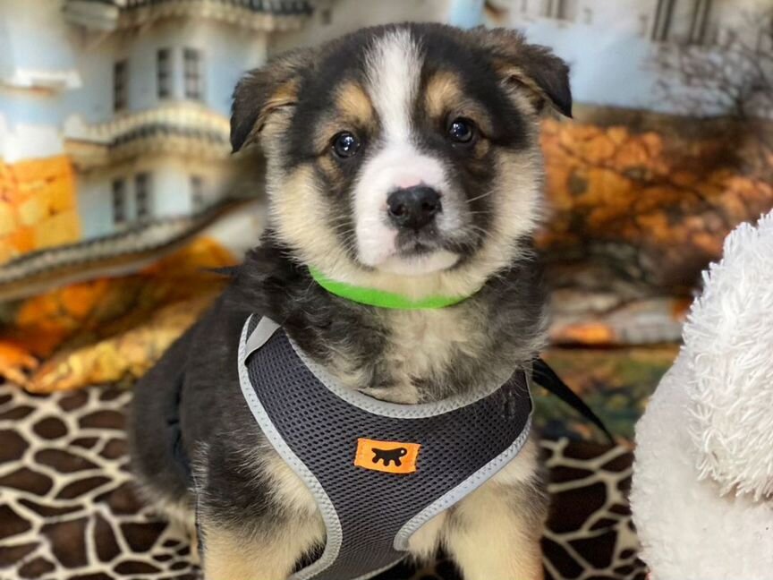 Щенки в добрые руки