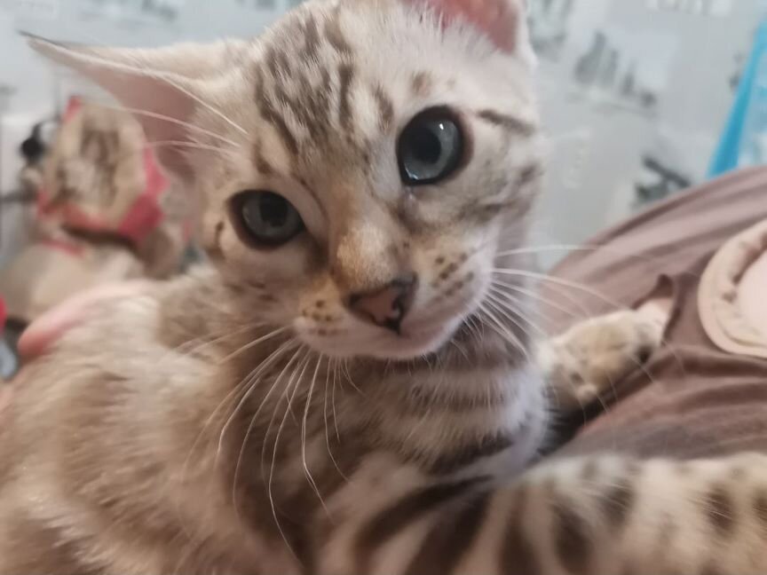 Бенгальские котята