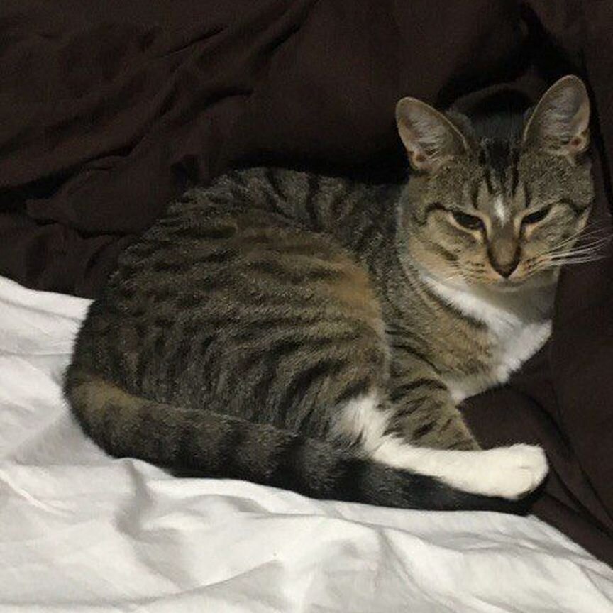 Взрослая, кошка в добрые руки