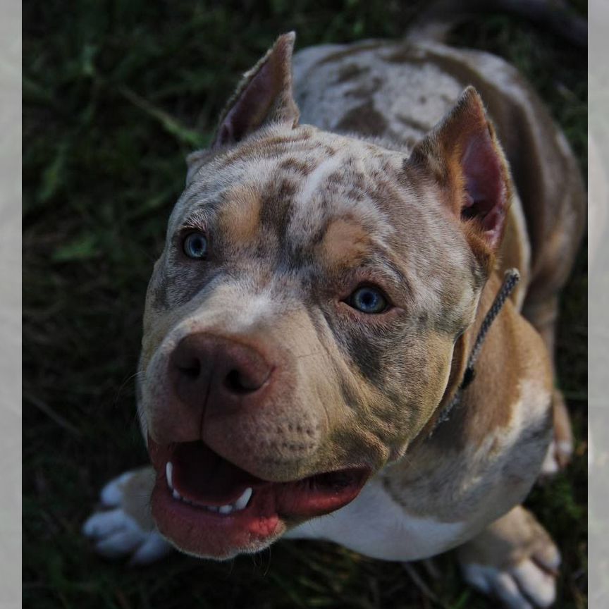 Американский булли стандарт вязка