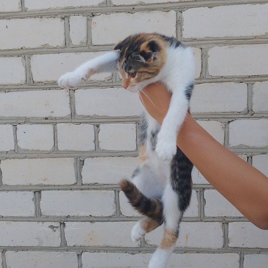 Котëнок девочка в добрые реки