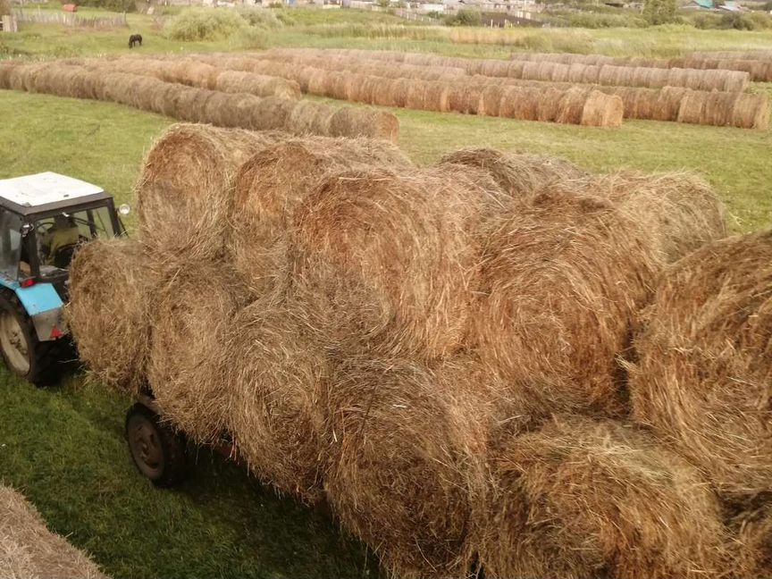 Сено нового урожая