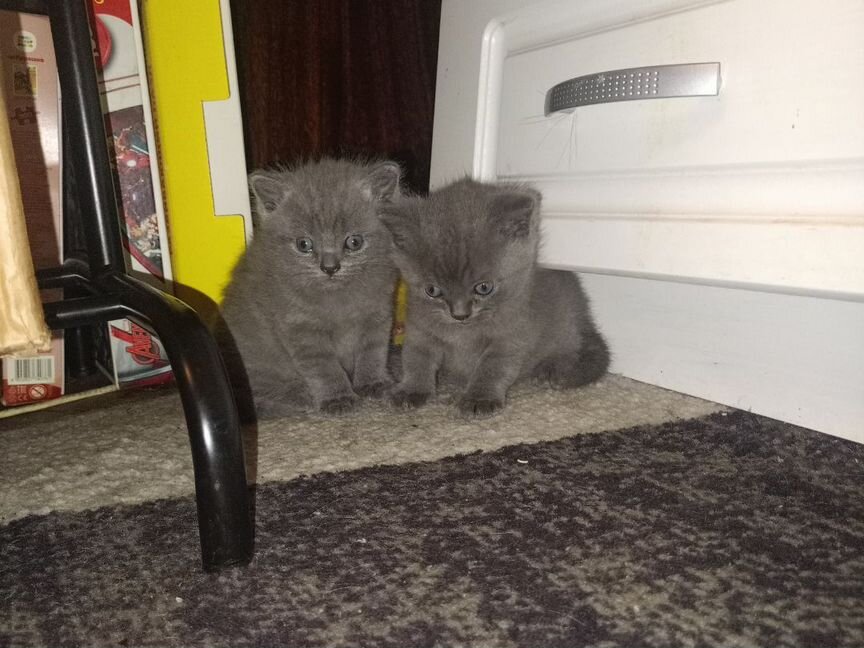 Шотландские котята