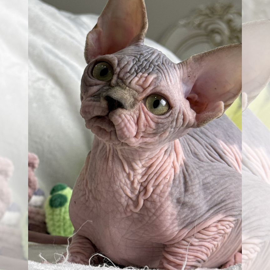 Канадский сфинкс котёнок