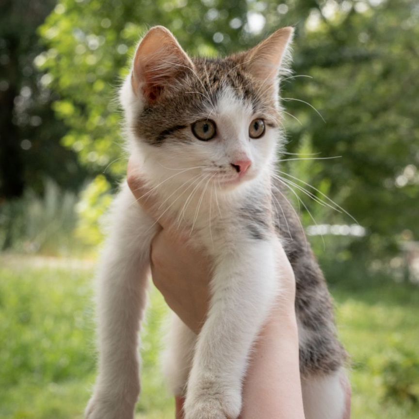 Тиша ищет семью